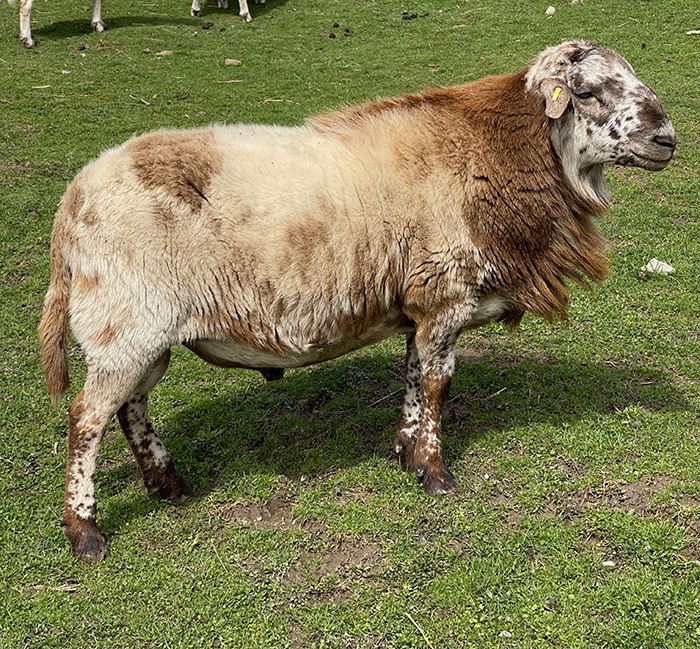 Katahdin Breeding Sheep | Phillips Family Farmstead