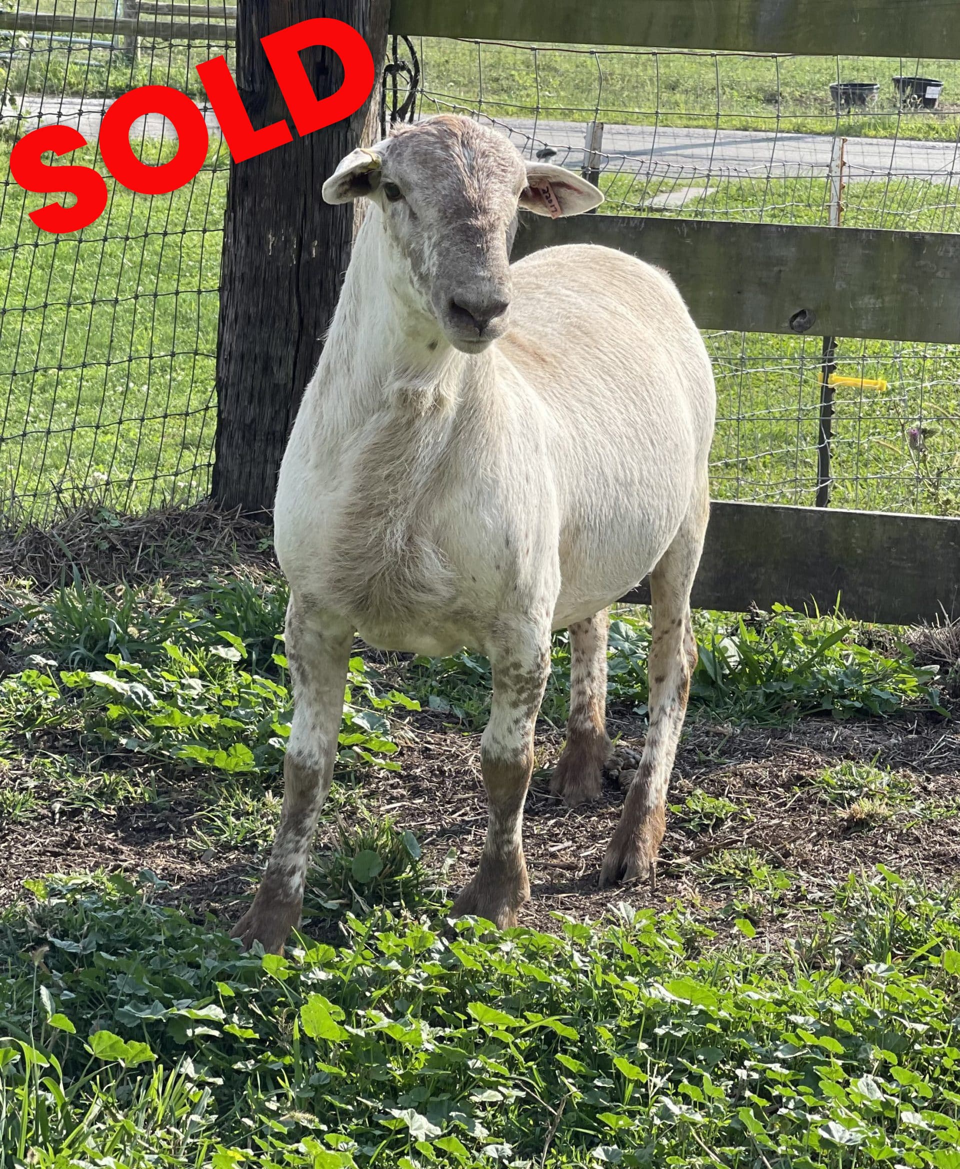 Katahdin Breeding Sheep | Phillips Family Farmstead