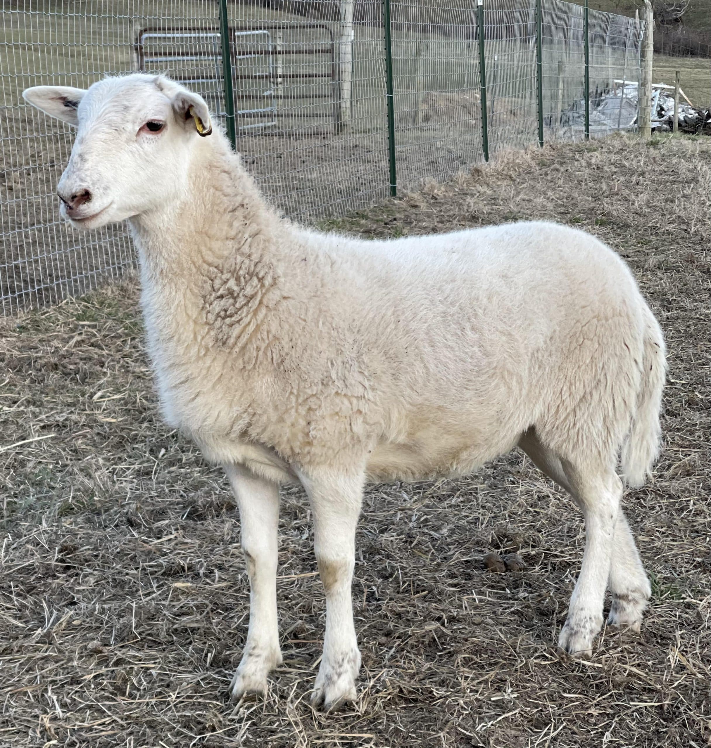 Katahdin Breeding Sheep | Phillips Family Farmstead