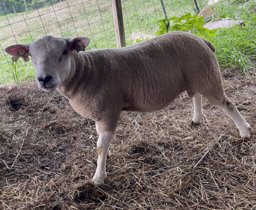Meat Lambs | Phillips Family Farmstead
