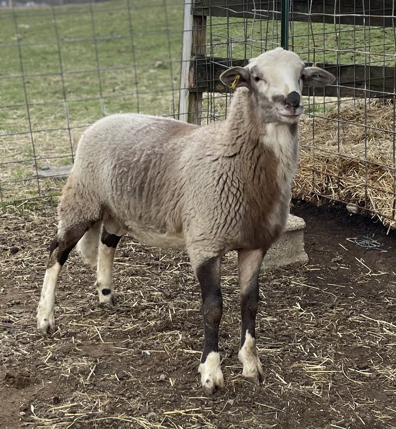 Katahdin Breeding Sheep | Phillips Family Farmstead